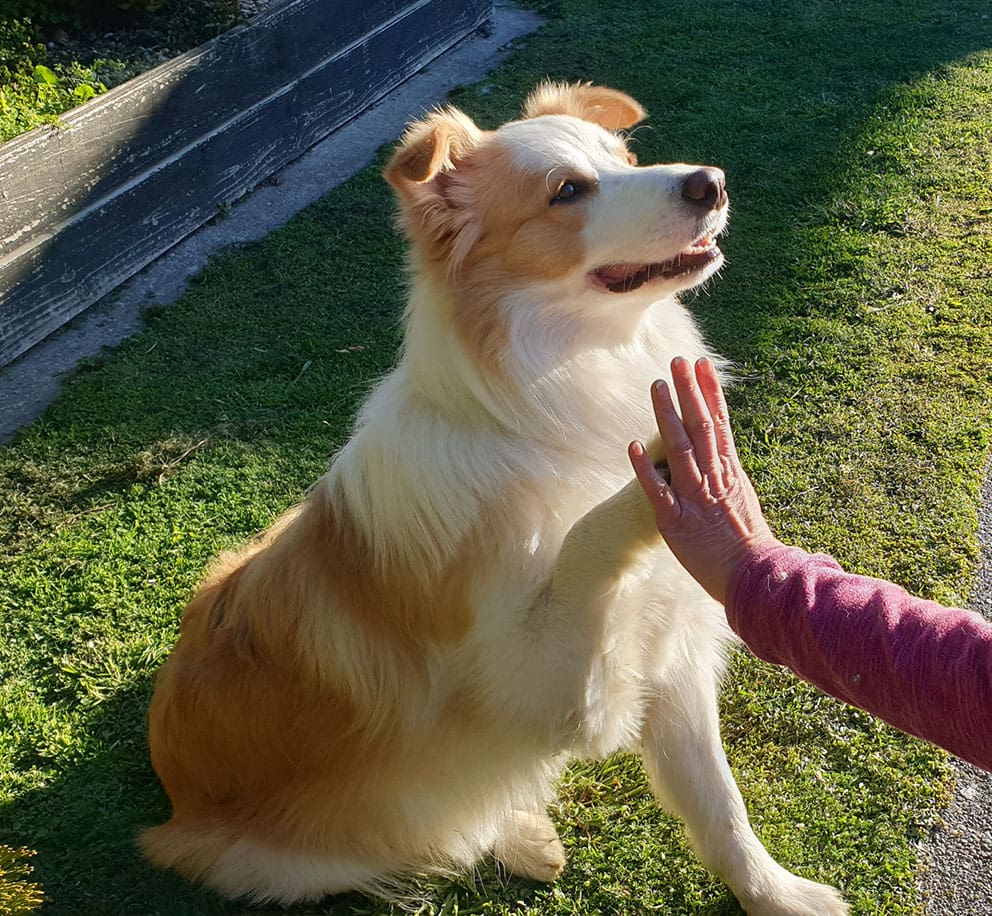 Animal-Assisted Therapy - Therapy Tides